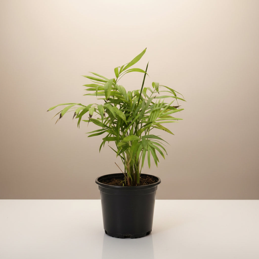 MINI PARLOR PALM PLANT Small – NABATAT