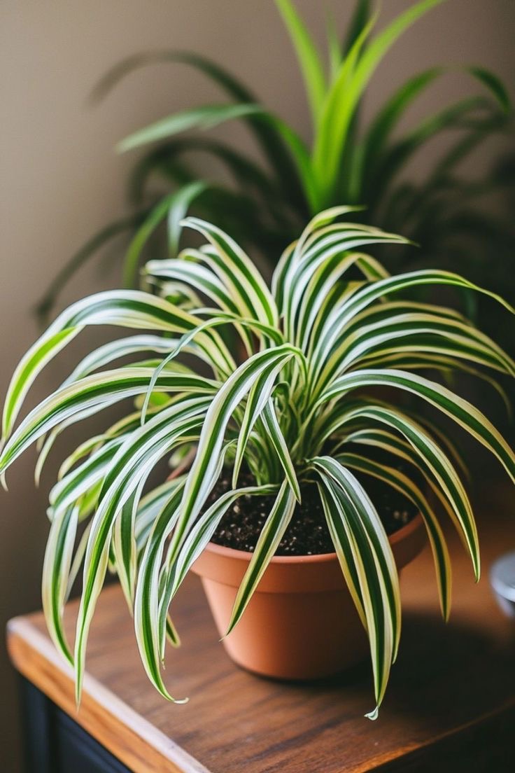 SPIDER PLANT Small (Chlorophytum Cosmosum) – NABATAT