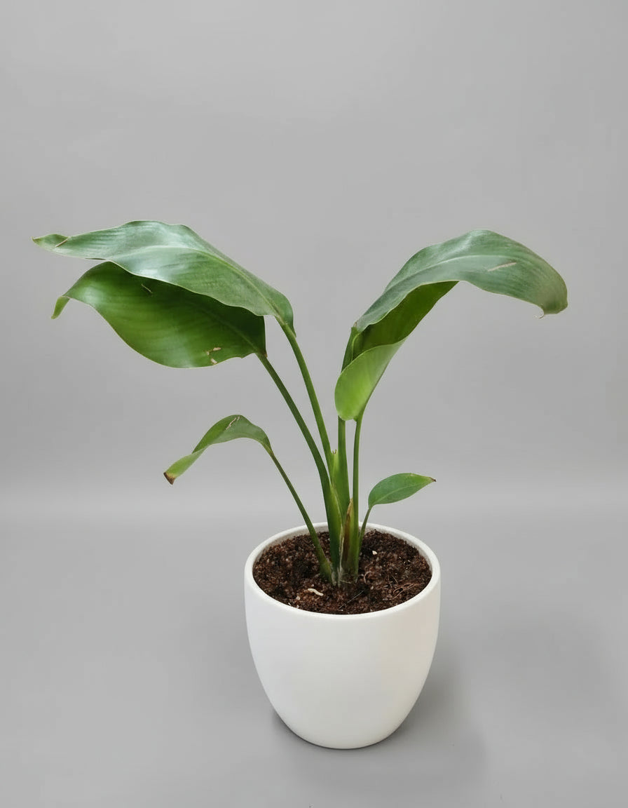 BIRDS OF PARADISE PLANT Medium – NABATAT